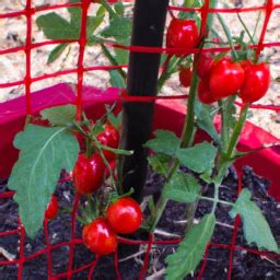 Image result for Using Homemade Garden Compost