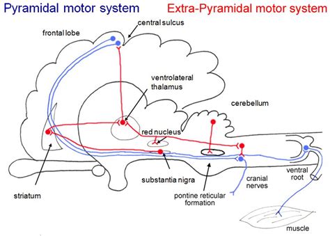 Image result for Extrapyramidal Cortex