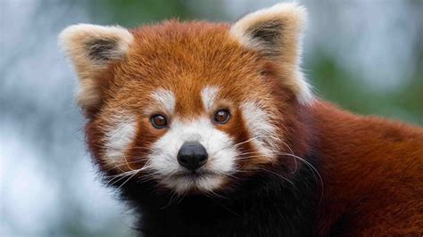 Image result for Red Panda Channel