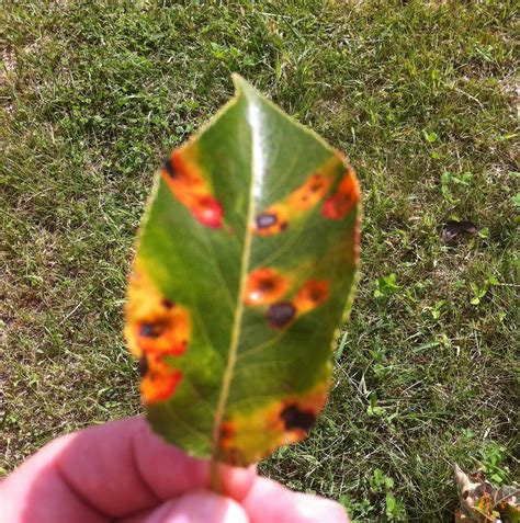 Image result for Pear Rust Circle