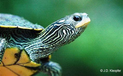 Image result for Northern Map Turtle Life Cycle