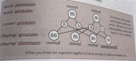 Image result for GCSE Inheritance Questions and Answers