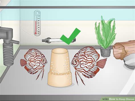 Image result for How to Keep Discus