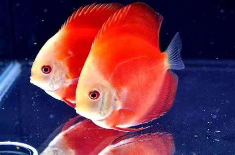 Image result for Discus Tropical Fish