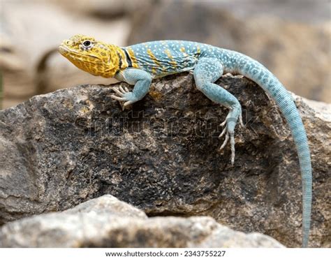 Image result for Blue Collared Lizard