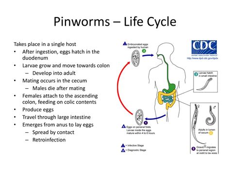 Image result for What Is Pinworm
