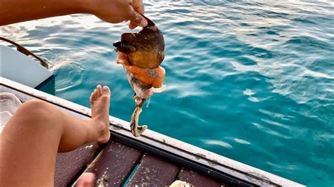 Image result for How to Remove Conch Shell