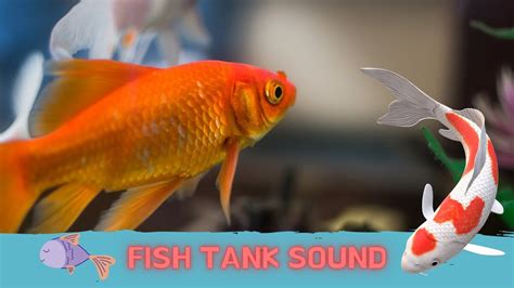 Image result for Fish Screaming Sound Effect