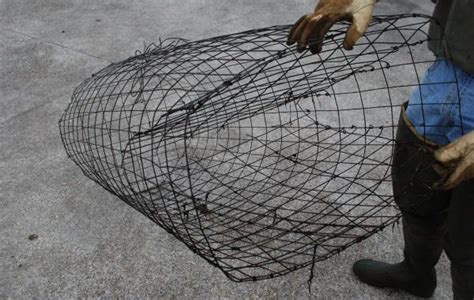 Image result for How to Build a Turtle Trap