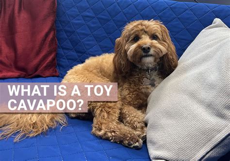 Image result for Red Toy Cavapoo