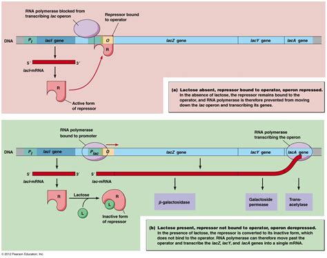 Image result for Lac Operon Animation