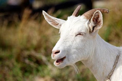 Image result for Goats Smiling