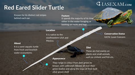 Image result for Red Eared Slider Turtle