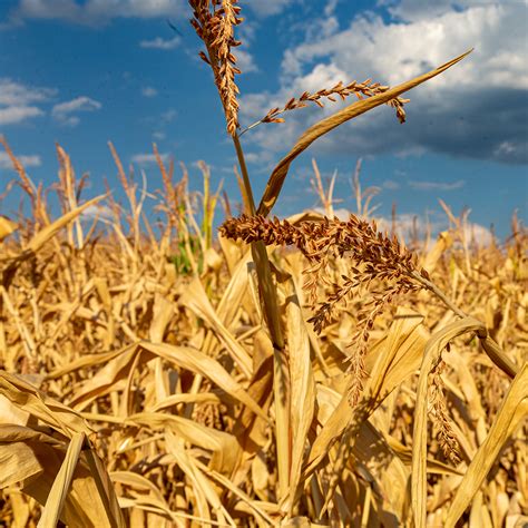 Image result for Helm-Software