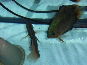 Image result for Project Making a Discus Net