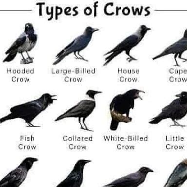 Image result for Crow Types
