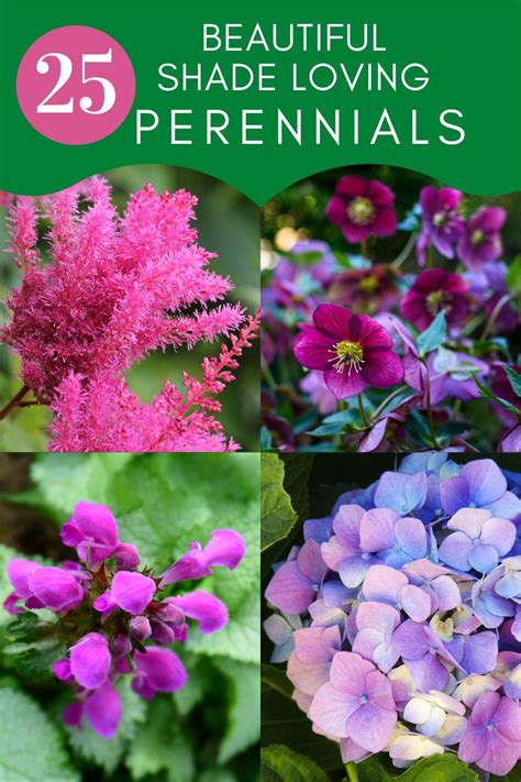 Image result for Shade Loving Perennials