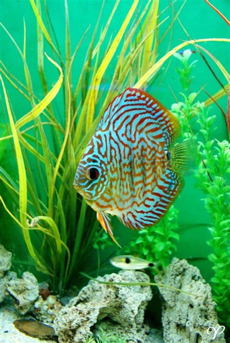 Image result for Discus Tropical Fish