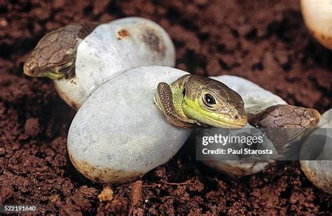 Image result for Lizard Hatching