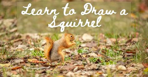Image result for Squirrel Drawing Tutorial
