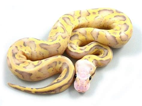 Image result for Dark Python Snake