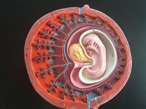 Image result for 4 Week Embryo