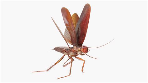 Image result for The Flying Cockroach Attack Comple