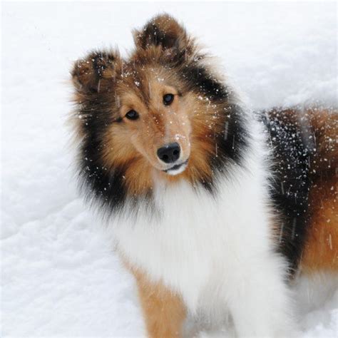Image result for Sheltie Spring Pictures