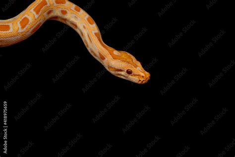 Image result for Silver Reticulated Python