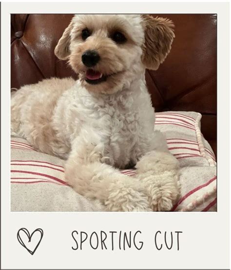 Image result for Red Cavapoo Long Hair