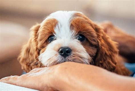 Image result for Cavapoo All White