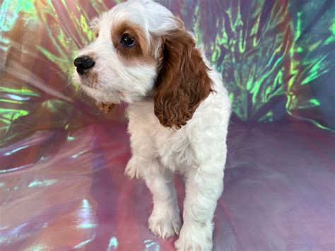 Image result for Red and White Cockapoo