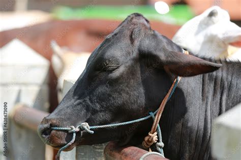 Image result for Sapi Cow