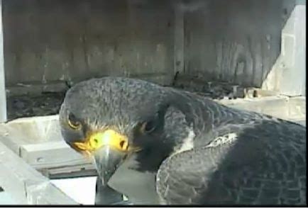 Image result for Falcon Box