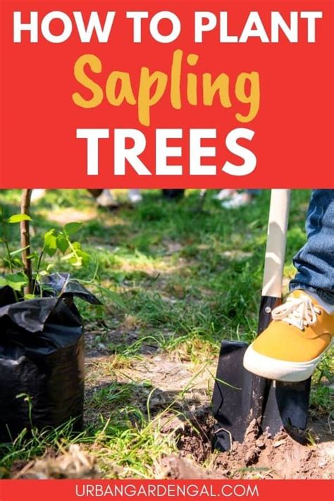 Image result for Planting a Tree Sapling