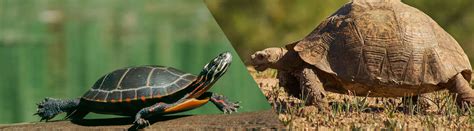 Image result for Turtle Tortoise