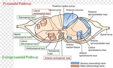 Image result for Extrapyramidal Types