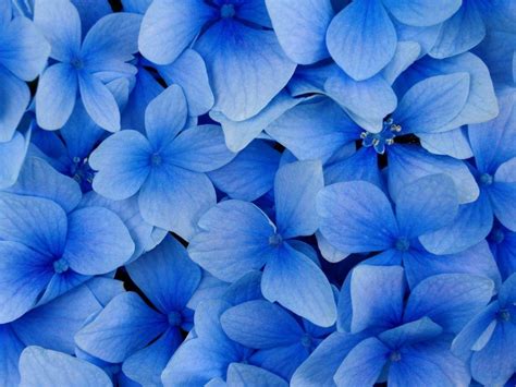 Image result for How Beautiful Blue