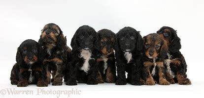 Image result for 6 Weeks Sable Cockapoo