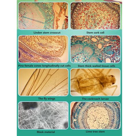 Image result for 400X Microscope