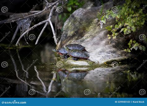 Image result for Paint Turtle