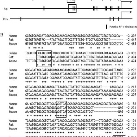 Image result for Distal Control Elements