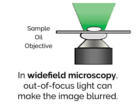 Image result for Confocal Microscopy Tutorial