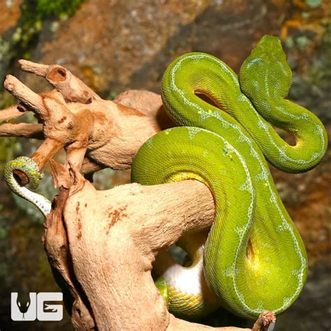Image result for Green Tree Python Babies