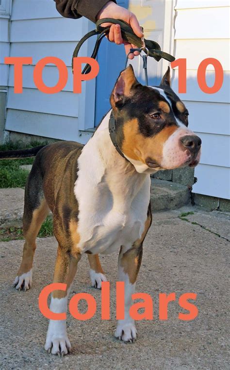 Image result for Best Training Collars for Dogs