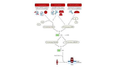 Image result for Complement Activation Pathways Comparison