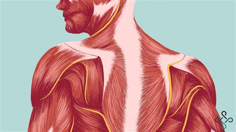 Image result for Getting Strong Neck Muscles