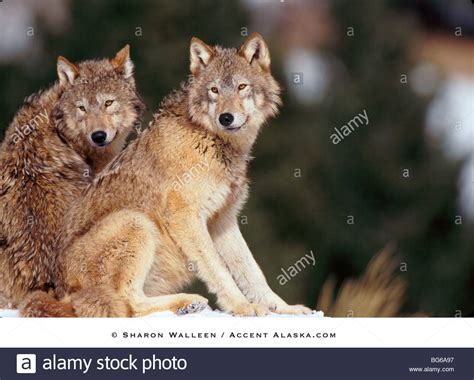 Image result for Grey Wolves Alaska