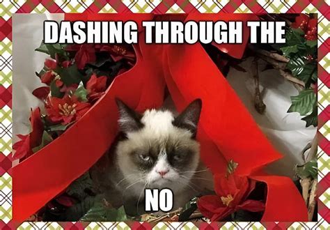 Image result for Grumpy Cat Memes Clean