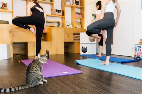 Image result for Back Cat Yoga
